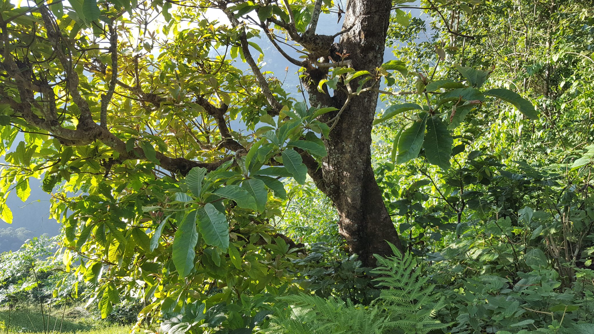 Chamero, Chiuri, and Chepang - Nature Conservation and Study Centre