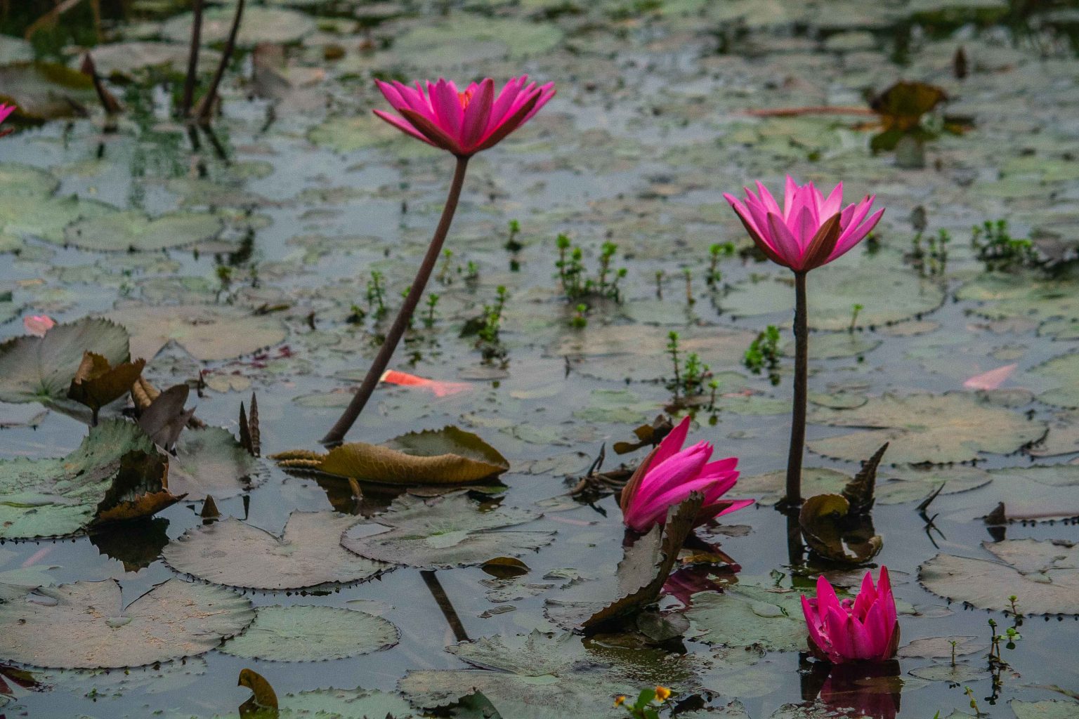 Nature Conservation and Study Centre – Driven for Conservation