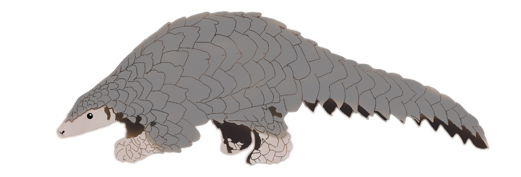 Conserving Chinese Pangolins in Khotang: A Community-Centric Approach ...